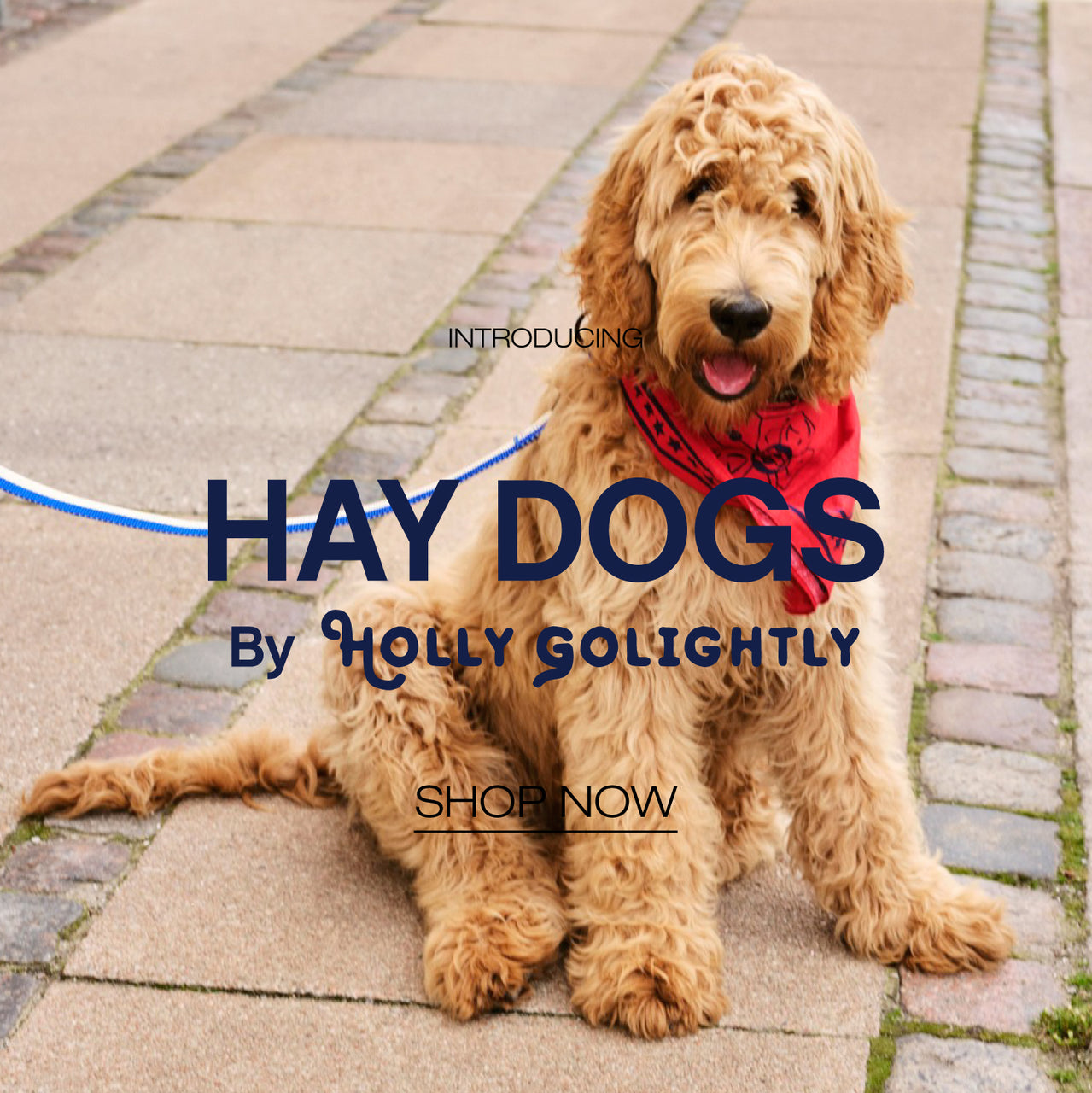 TheEdit.ro – The EDIT